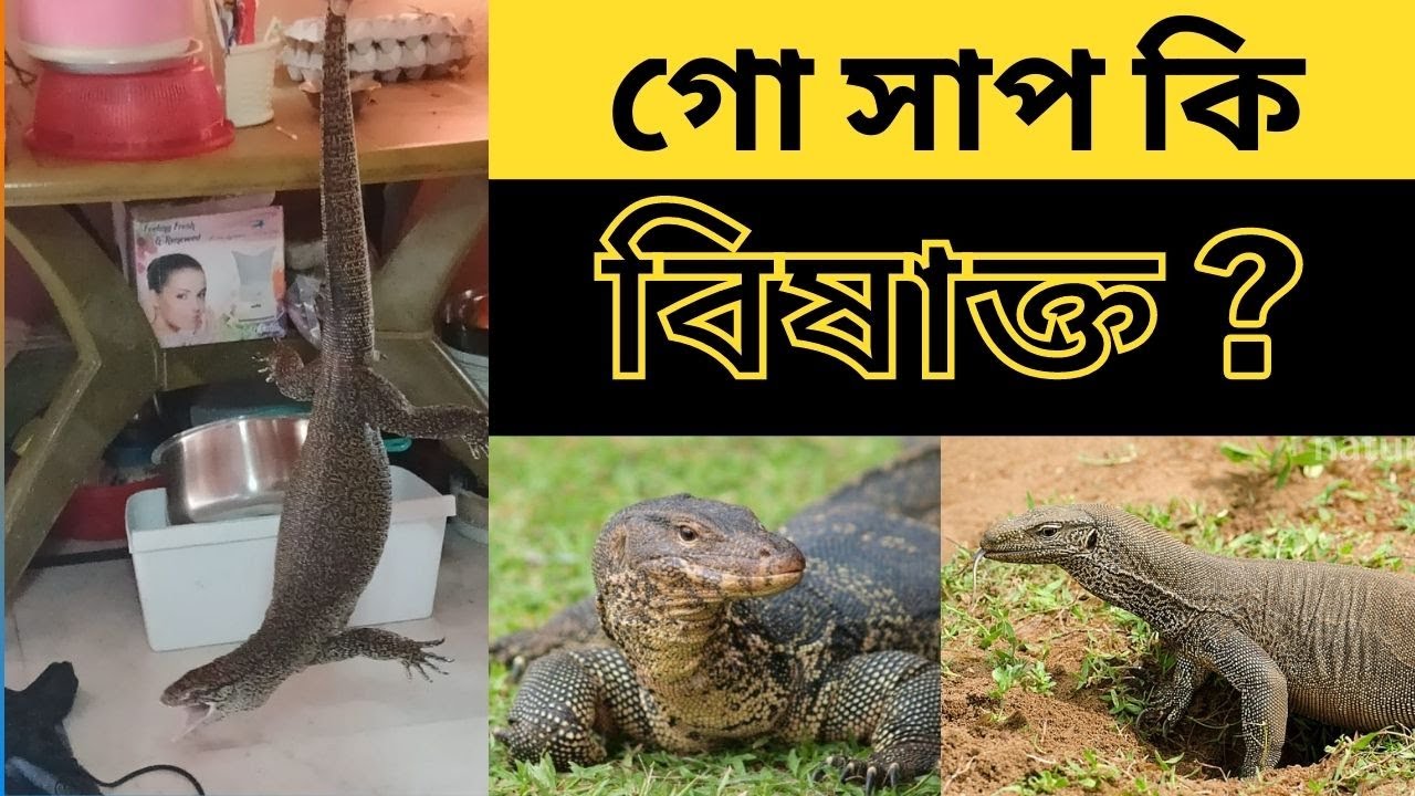bengal monitor lizard rescue & release| bengal monitor lizard facts ...