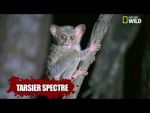 Le tarsier spectre, roi de l'embuscade - YouTube