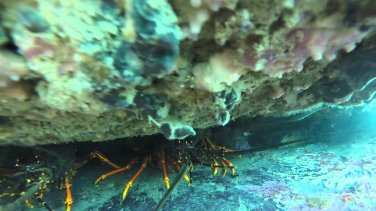 Diving crayfish wellington new zealand - YouTube
