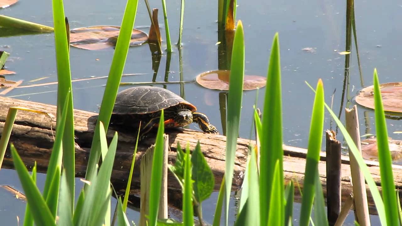 Western Painted Turtle @ Green Lake - YouTube