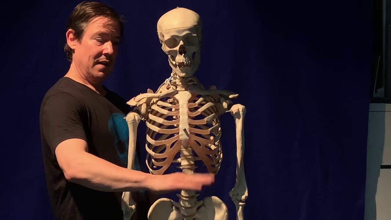 The Skeleton and Its Landmarks - YouTube