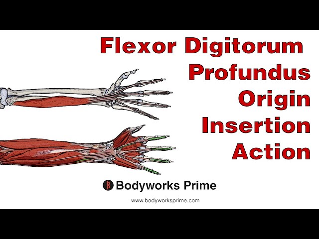 Flexor Pollicis Brevis Origin And Insertion