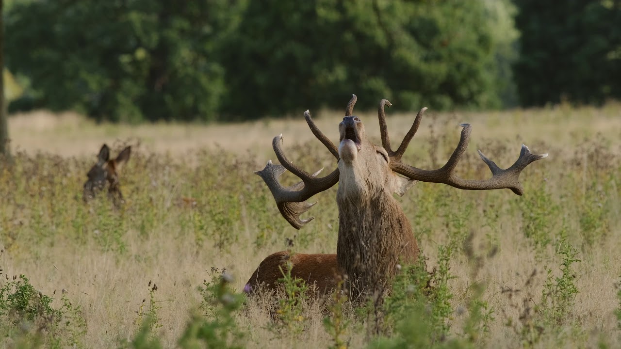 Richmond Park Wildlife day out - YouTube