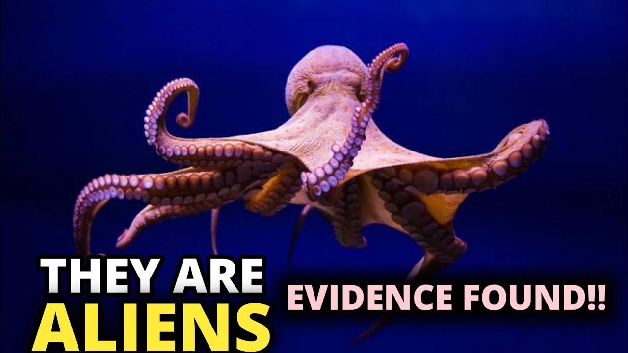 33 Scientists Claims, "Octopuses Are Aliens" - YouTube
