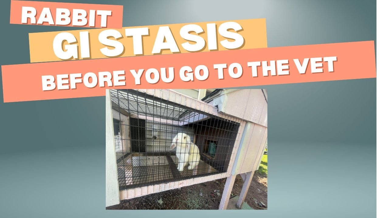Rabbit GI Stasis and Gas/Bloating! (If you can't get to the vet). WATCH ...