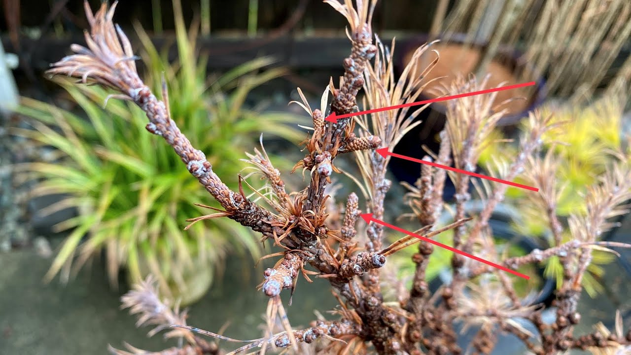 "Dwarf Blue", Japanese Larch (Larix Kaempferi) Spring to Fall 2023 (4K ...