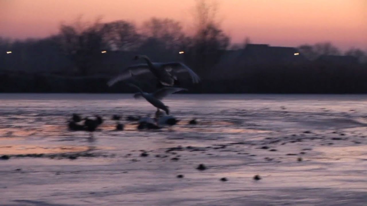 swans landing and skating on ice - YouTube