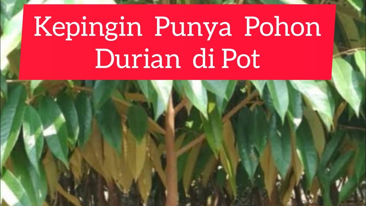 Menanam pohon durian Tembaga di pot - YouTube