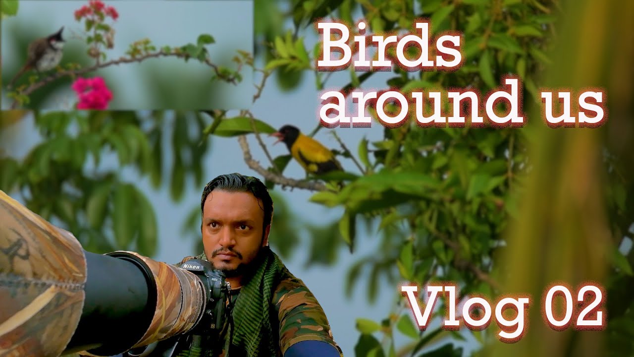 Know the Birds around us || Summer Birding || Wildlife Photography ...