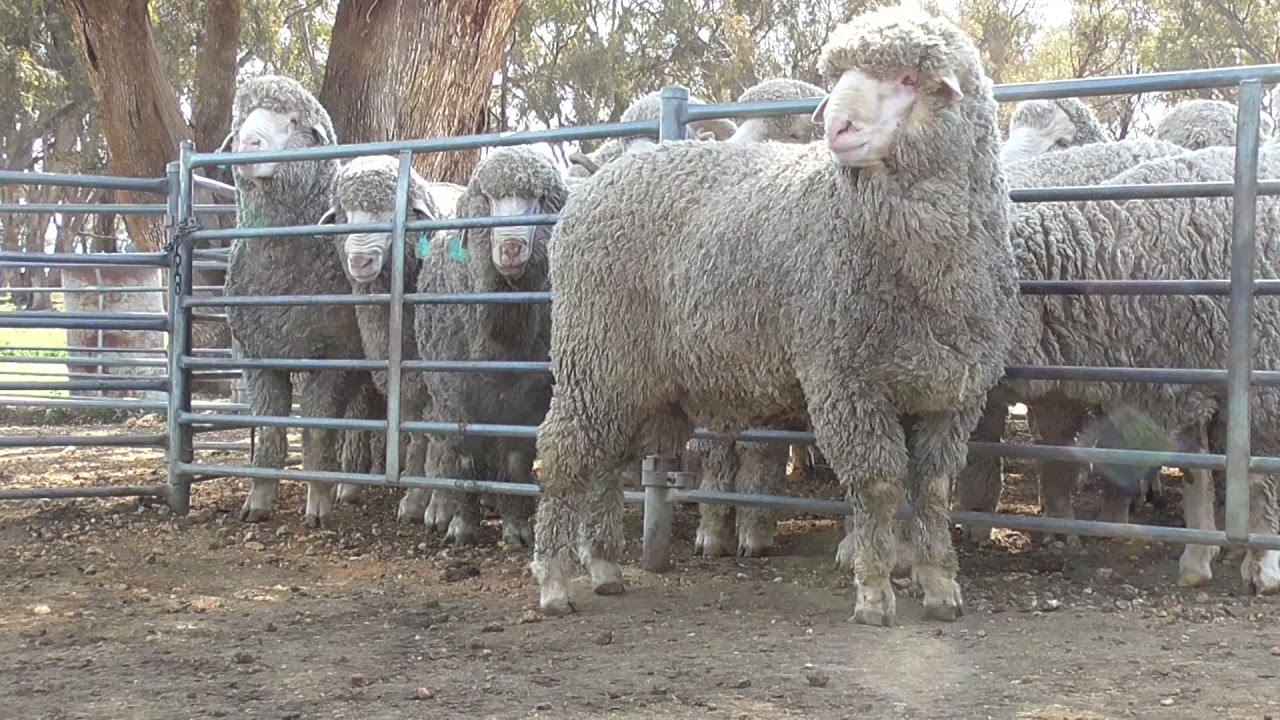 Lot 53, Charinga merinos 2021 sale - YouTube