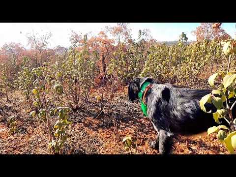 Breton ALFA ile keklik avı, 2022-2023 sezonu net keklik vuruşları, keklik ferması sonrası güzel atış