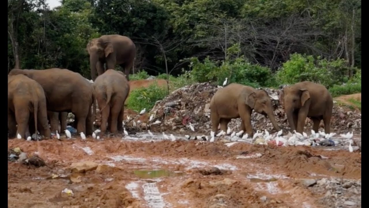 Sri Lanka's Garbage Dump Elephants - YouTube