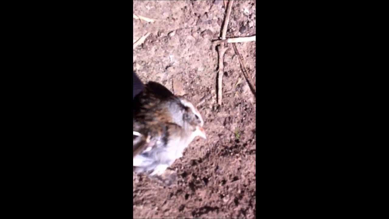 Daisy Powerline 880 Backyard Hunting (ep. 4) - YouTube