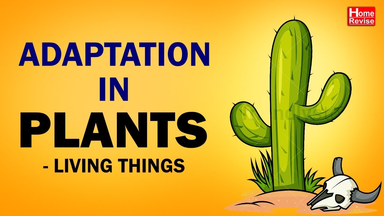 Adaptation Of Plants Plant Adaptations Study Guide Directions: Read