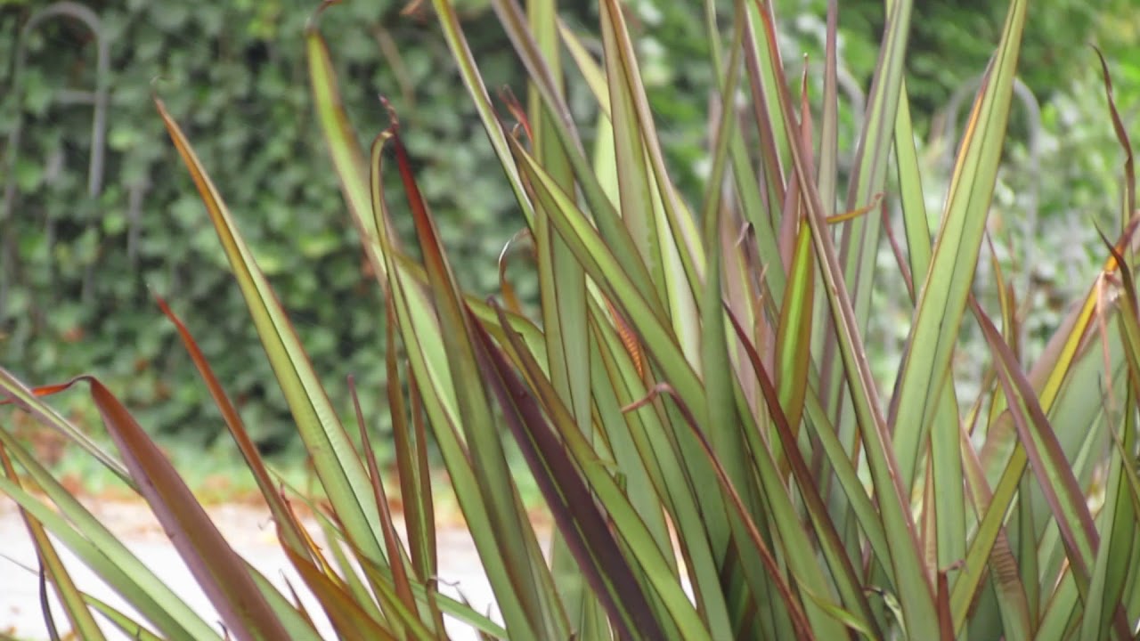 Phormium tenax - YouTube