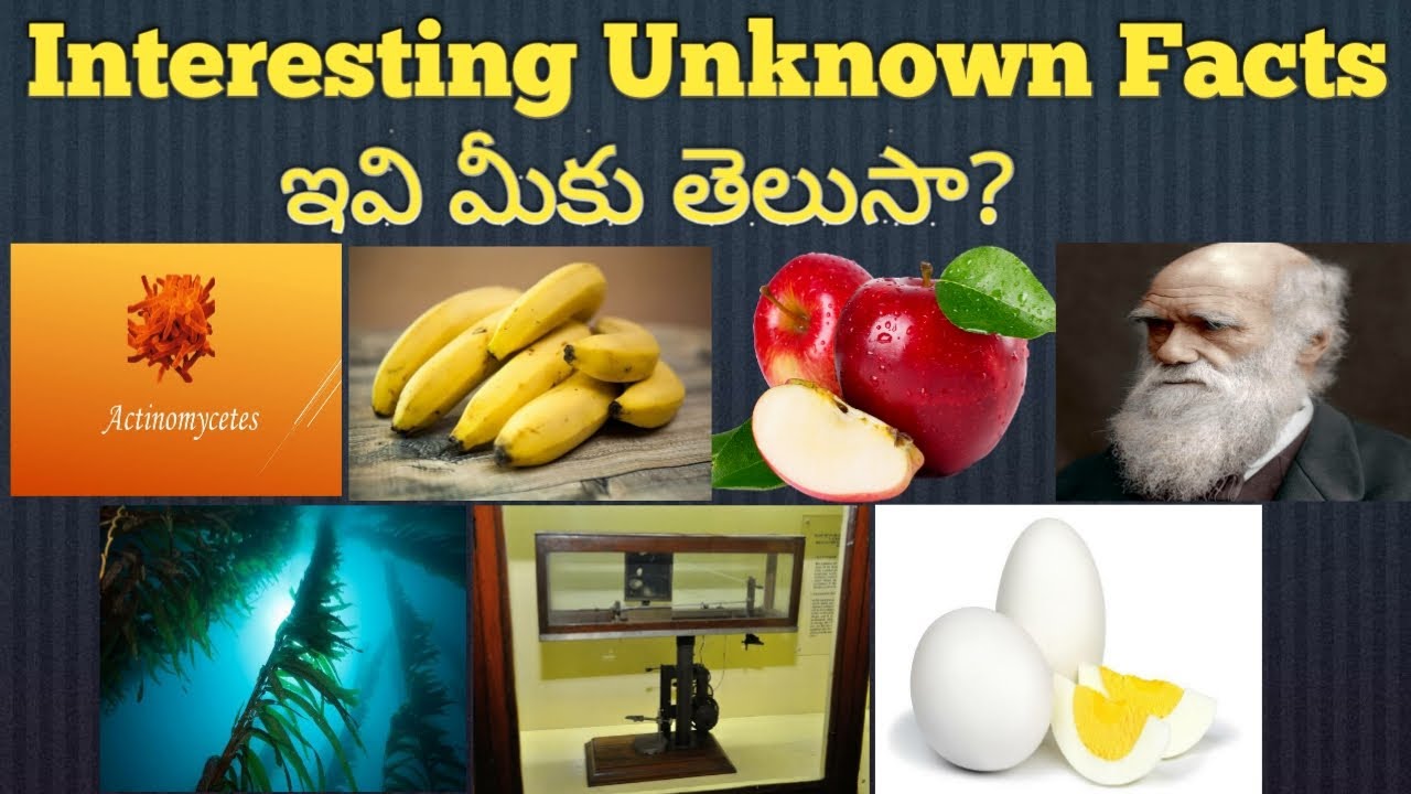 Interesting Unknown Facts In Telugu Episode 1 YouTube interesting-unknown-facts-in-telugu-episode-1-youtube