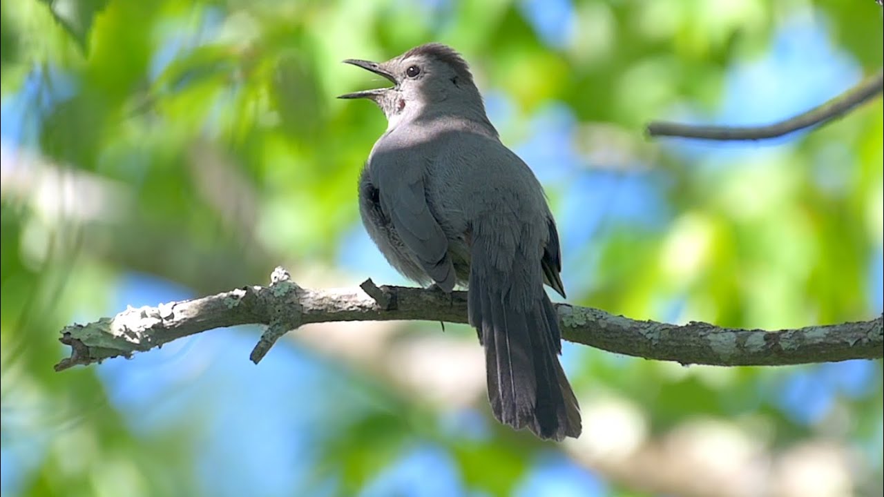One bird makes dramatically different sounds | Gray Catbird singing and ...