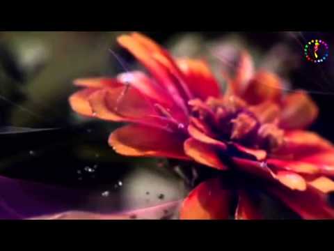 Ersen Dadaşlar ♫ ♥ ♪ ☆ Yağmur Duası