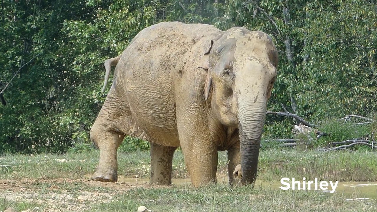 The Elephant Sanctuary | Tarra and Shirley Wallow in the Mud - YouTube