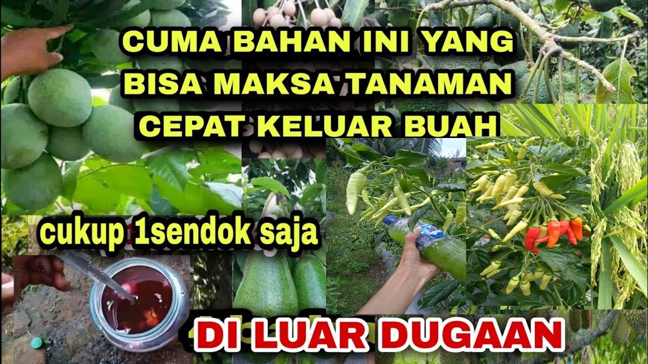 Luar biasa cukup di siram Zat perangsang ini tanaman kecil sulit ...