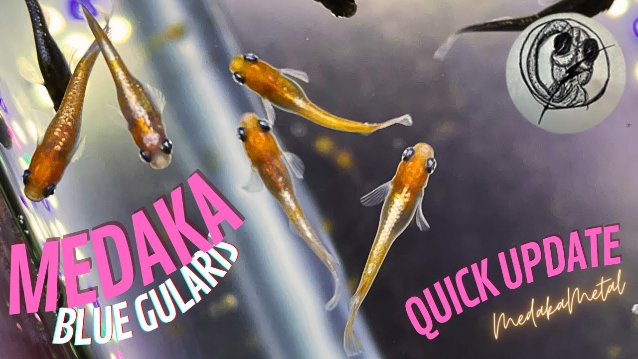 【MEDAKA】Medaka & Blue Gularis Update 【メダカ】 - YouTube
