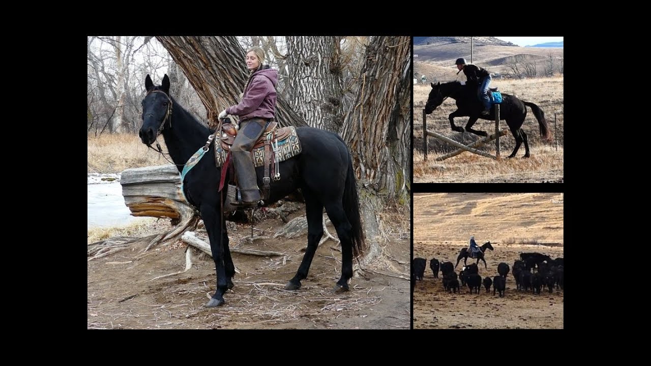 Standardbred Draft X Jumping/Trail Gelding For Sale - YouTube