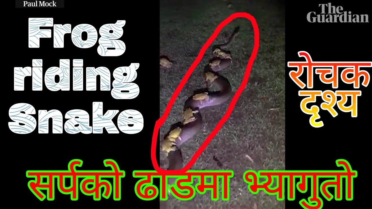 #Frog_Riding_Snake || अजिङ्गर माथी भ्यागुतो चढेपछी यस्तो भयो || - YouTube