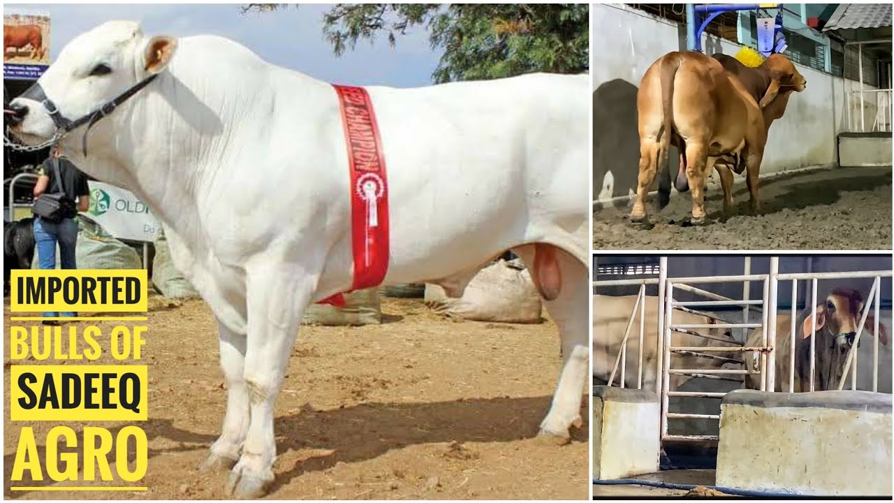 Red Brahman Bull•Chinana Bull•Indu Brazil Bull Of Sadeeq Agro 2021 ...