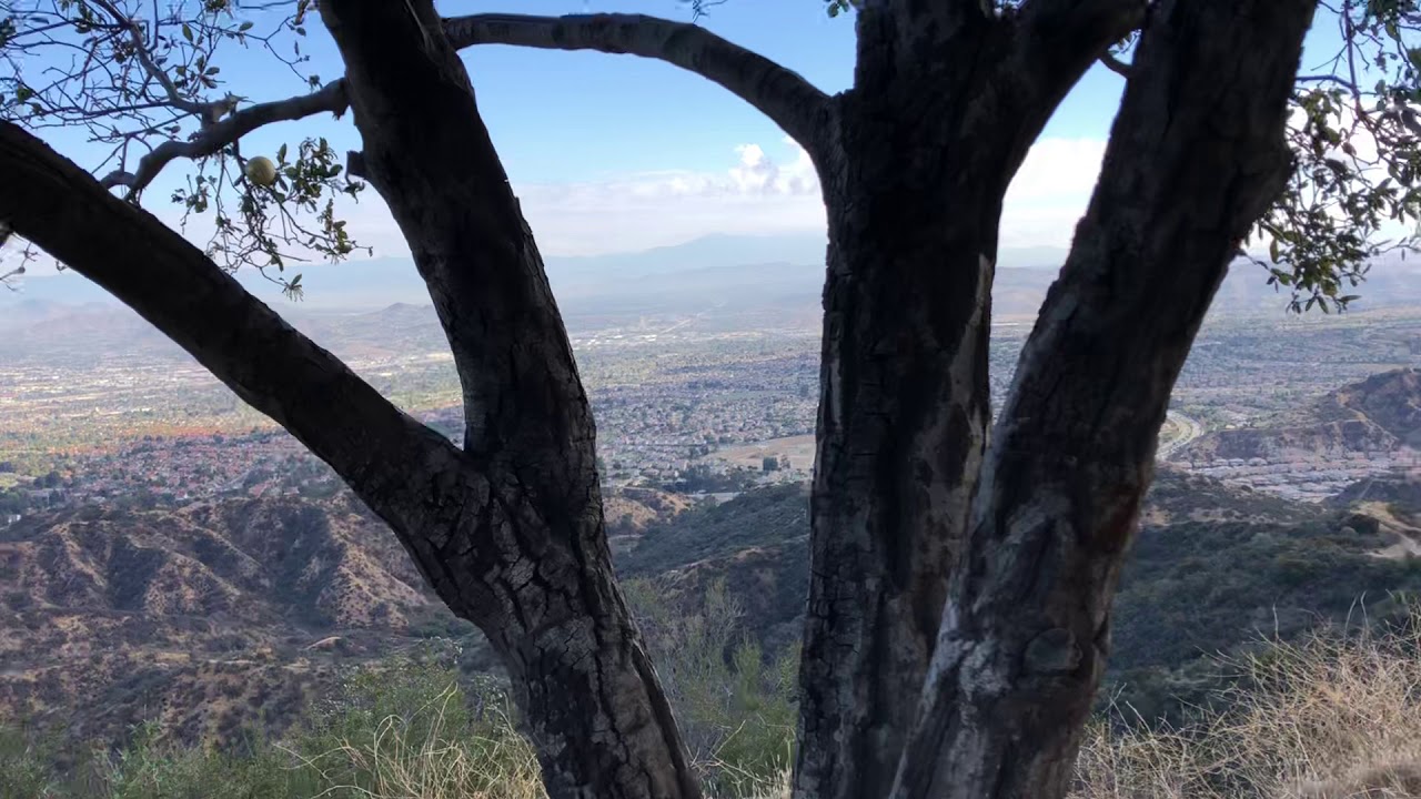 Devils Tree - YouTube