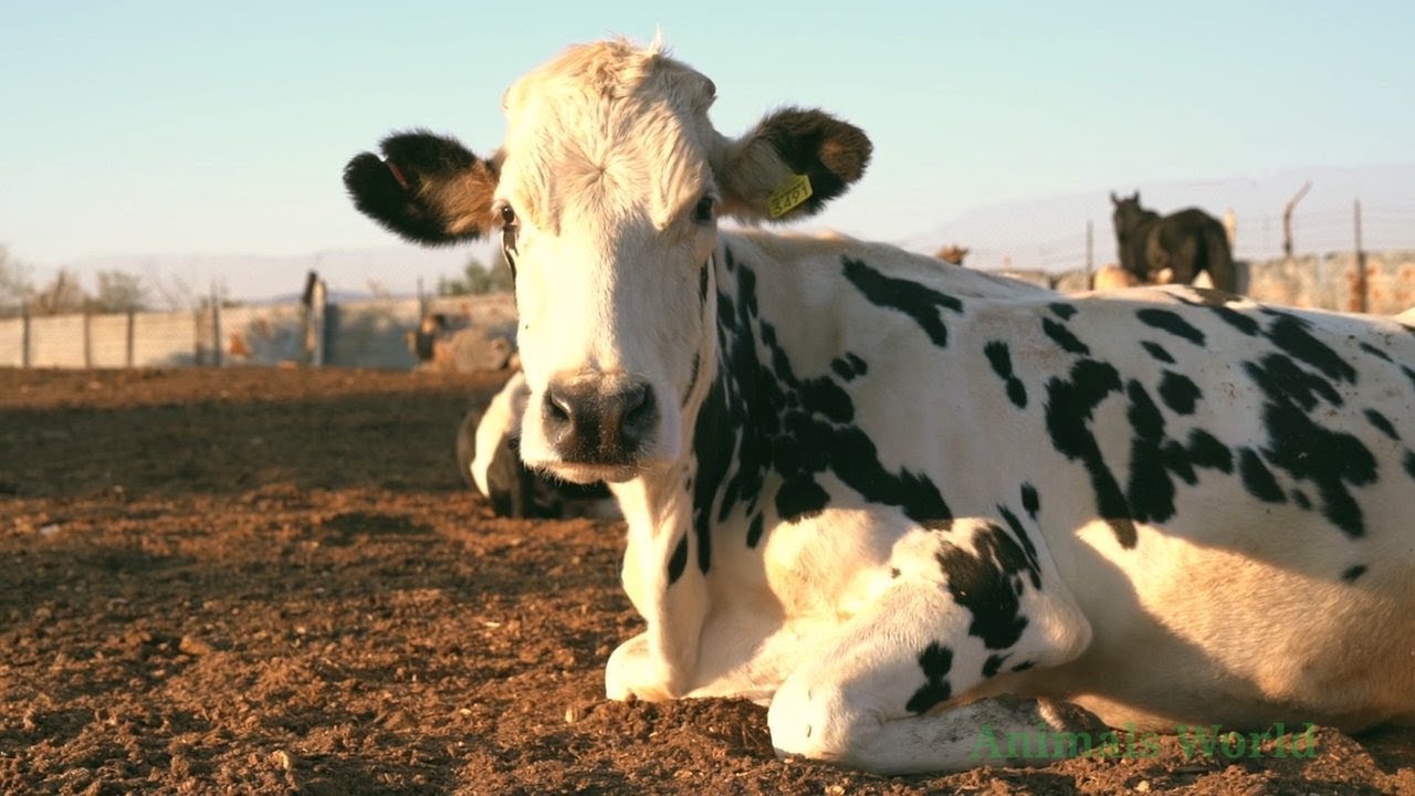 Cow Sounds For Kids / Cow Go Moo #cowvideo #cowdance #cow - YouTube
