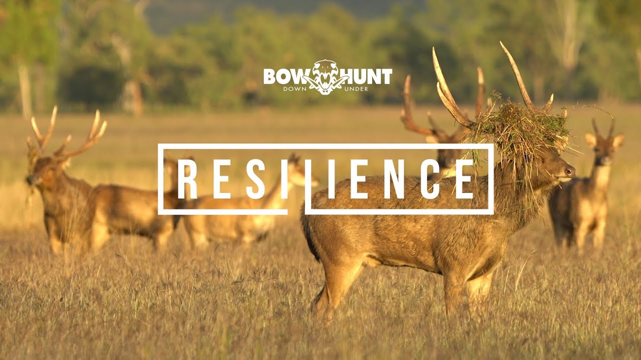 Resilience I BOWHUNTING DEER FILM | QUEENSLAND AUSTRALIA [Bowhunt ...