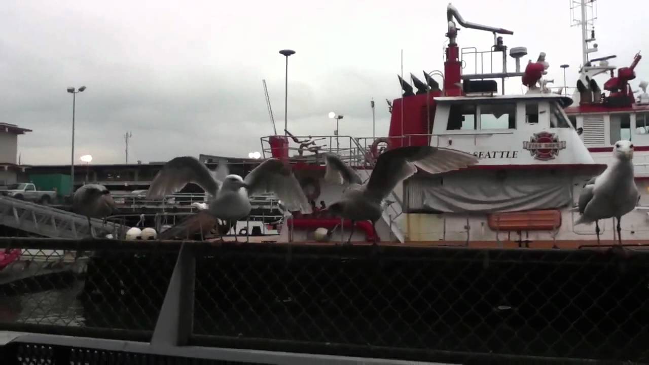 Seattle Seagulls - YouTube