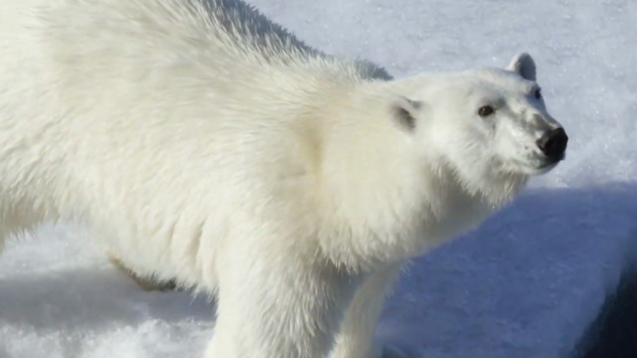 Frozen North: Animals Of The Arctic Adaptations #animalfacts # ...