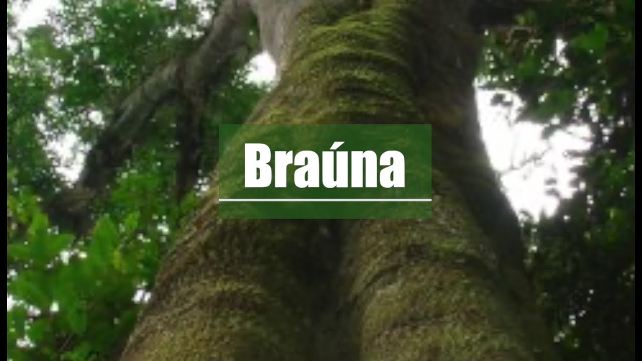 Braúna (Melanoxylon brauna) - YouTube