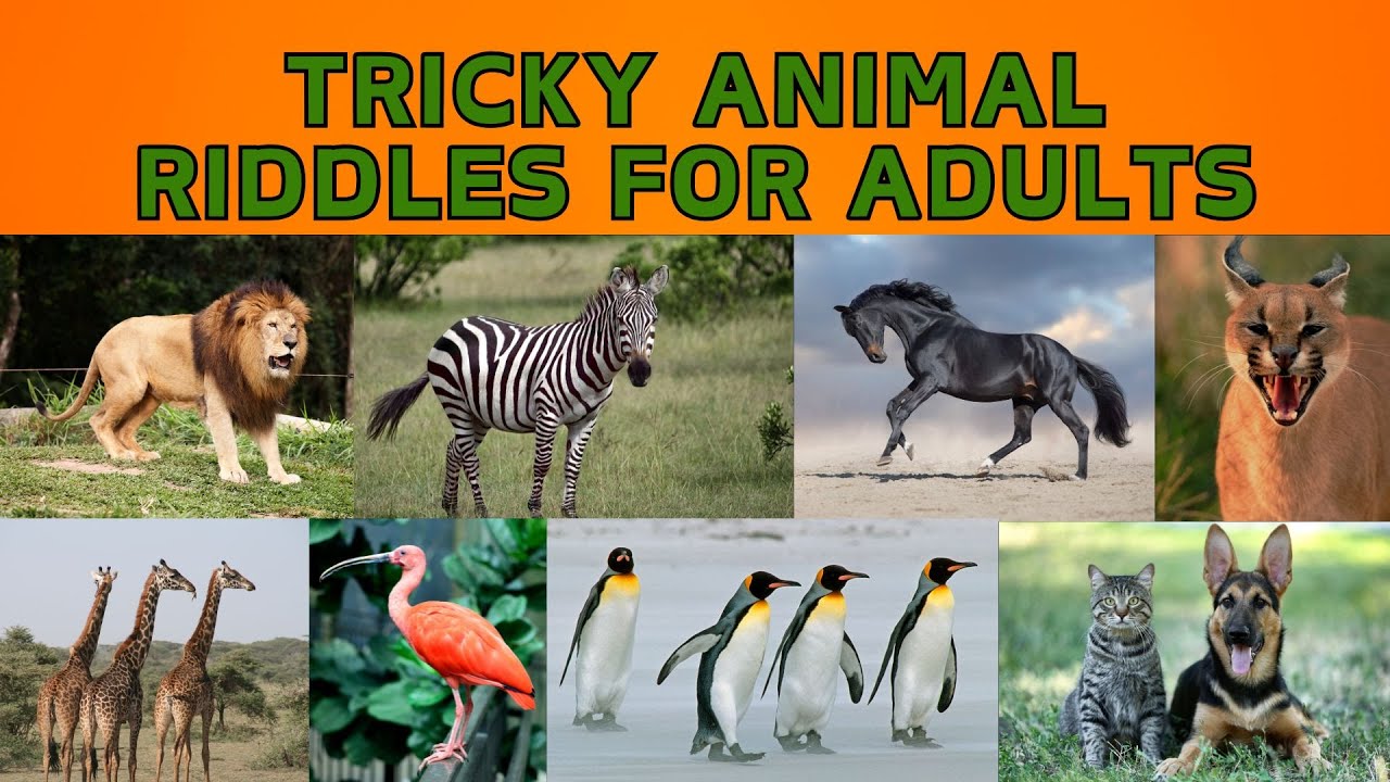 TRICKY ANIMAL RIDDLES FOR ADULTS Part 2 - YouTube