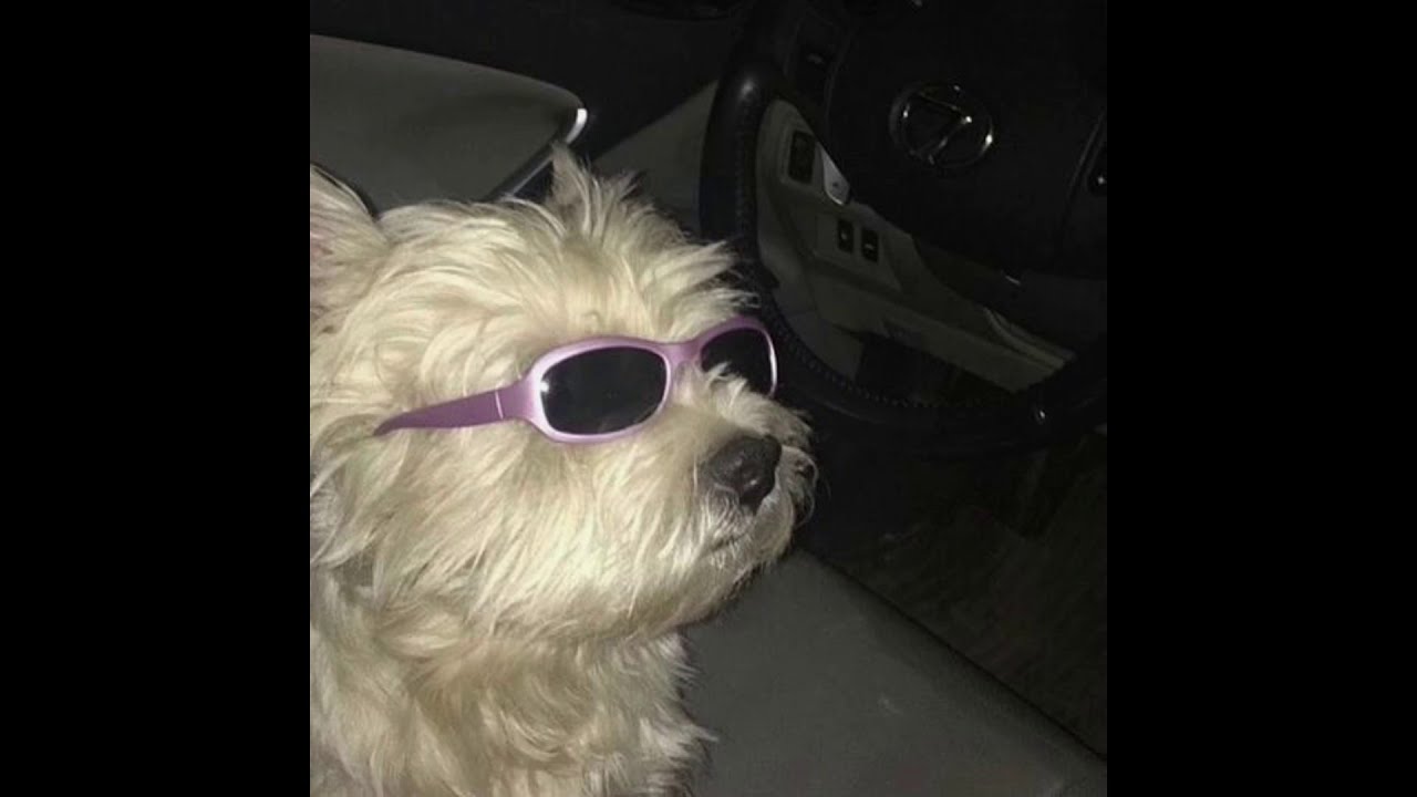 Perros facheros con música (versión extendida) - YouTube