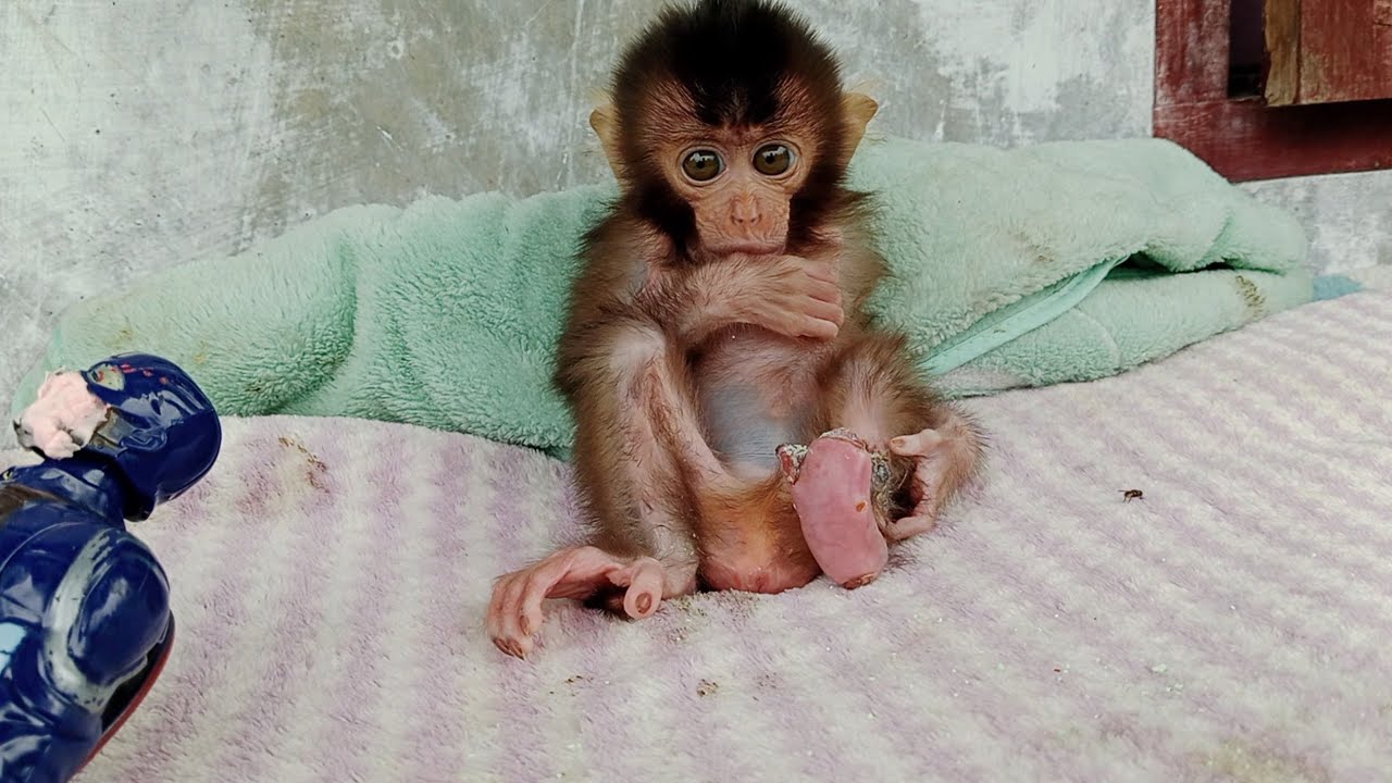 poor baby monkey LiLi infection and amputated his toe by doctor due his ...