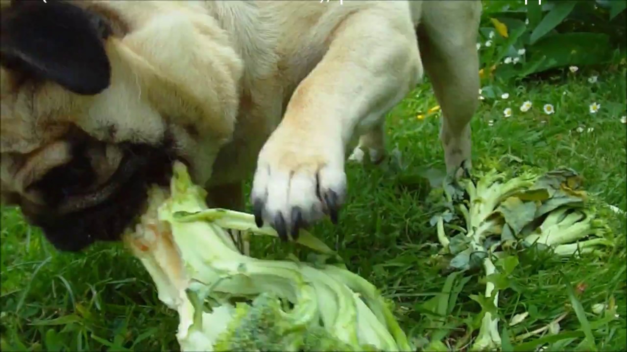 Pug With Broccoli