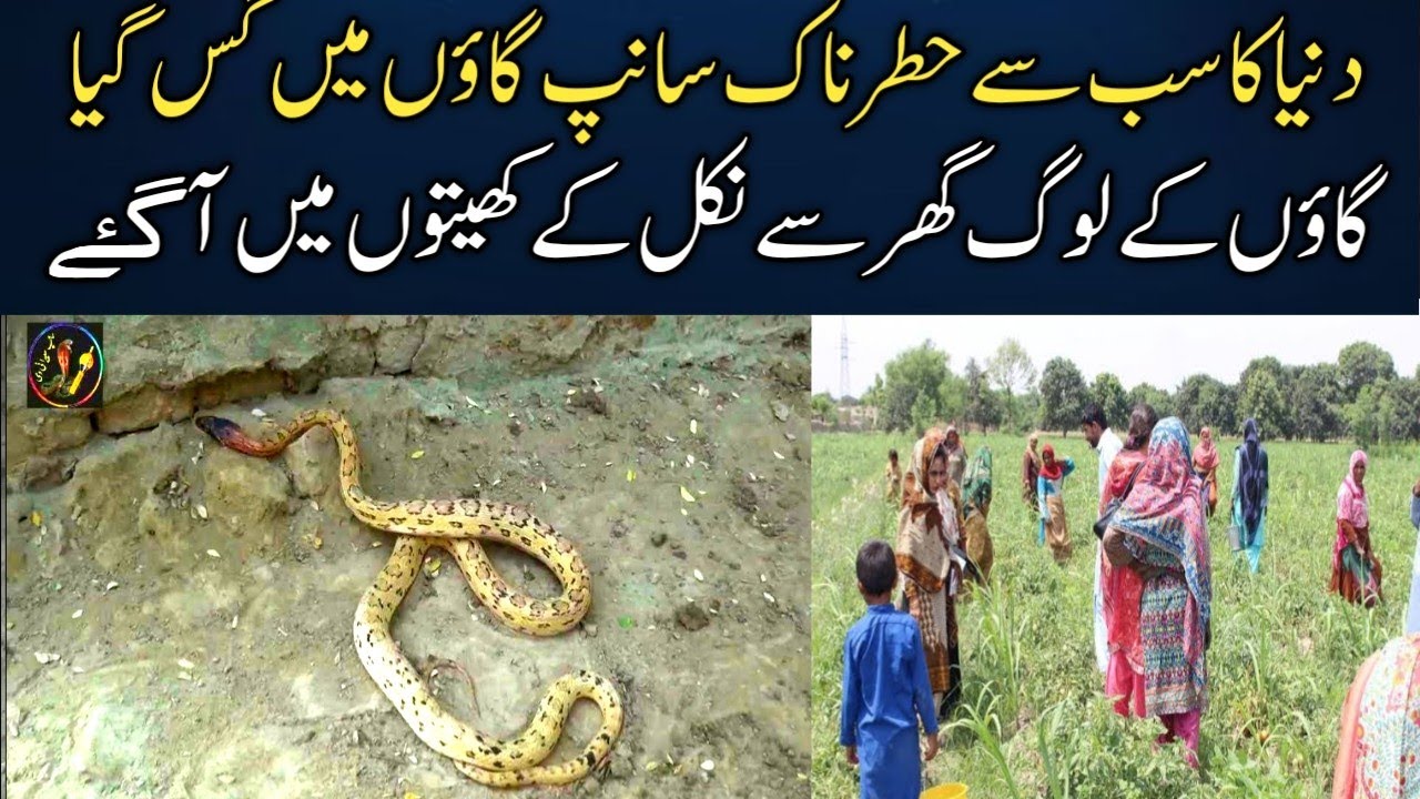 ||You have never seen such a big snake before today|| what a big snake ...