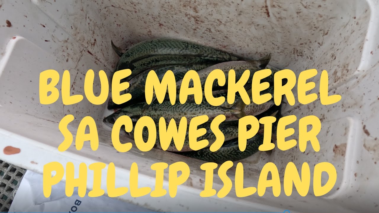 BLUE MACKEREL SA COWES PIER PART 1 - YouTube