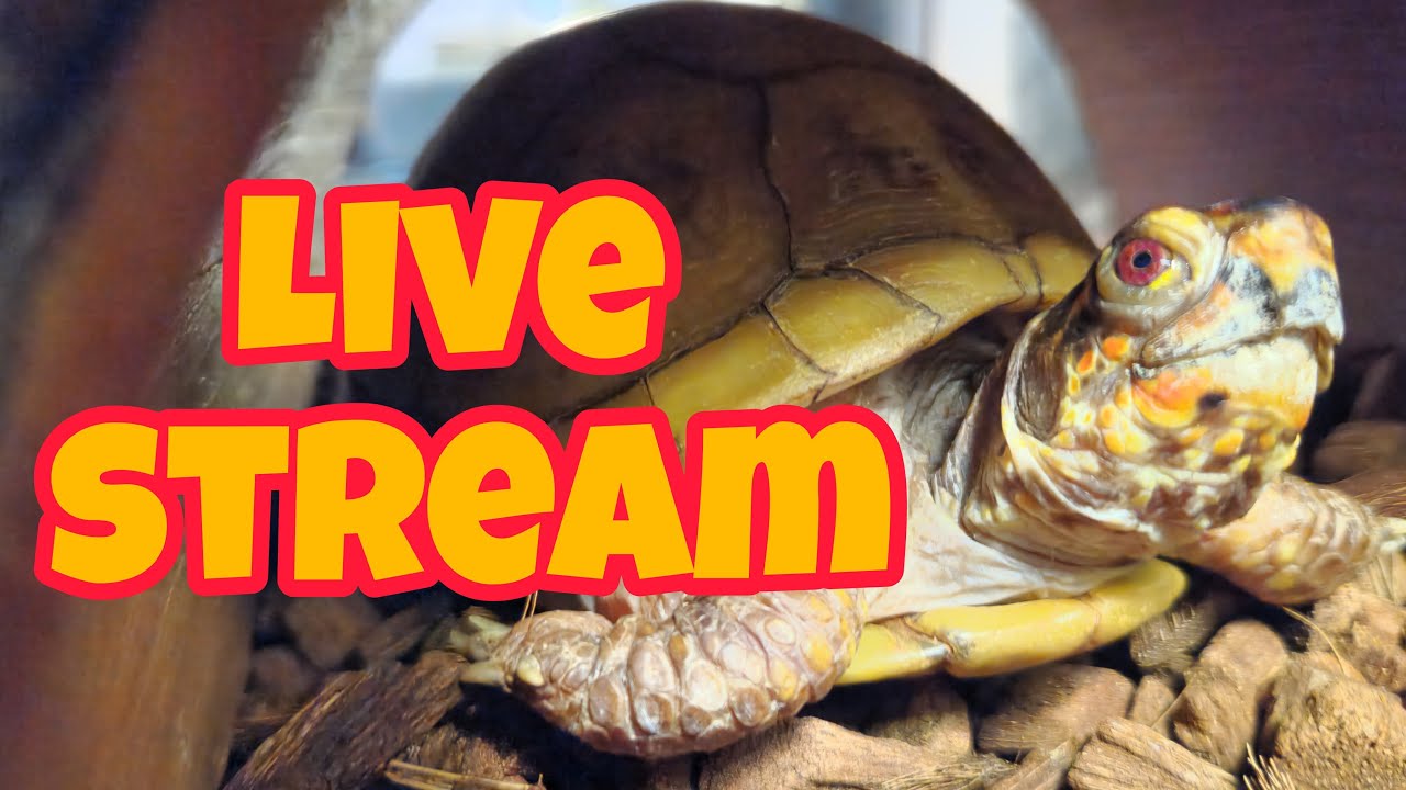 Turtle-Vision (Snappy) - YouTube