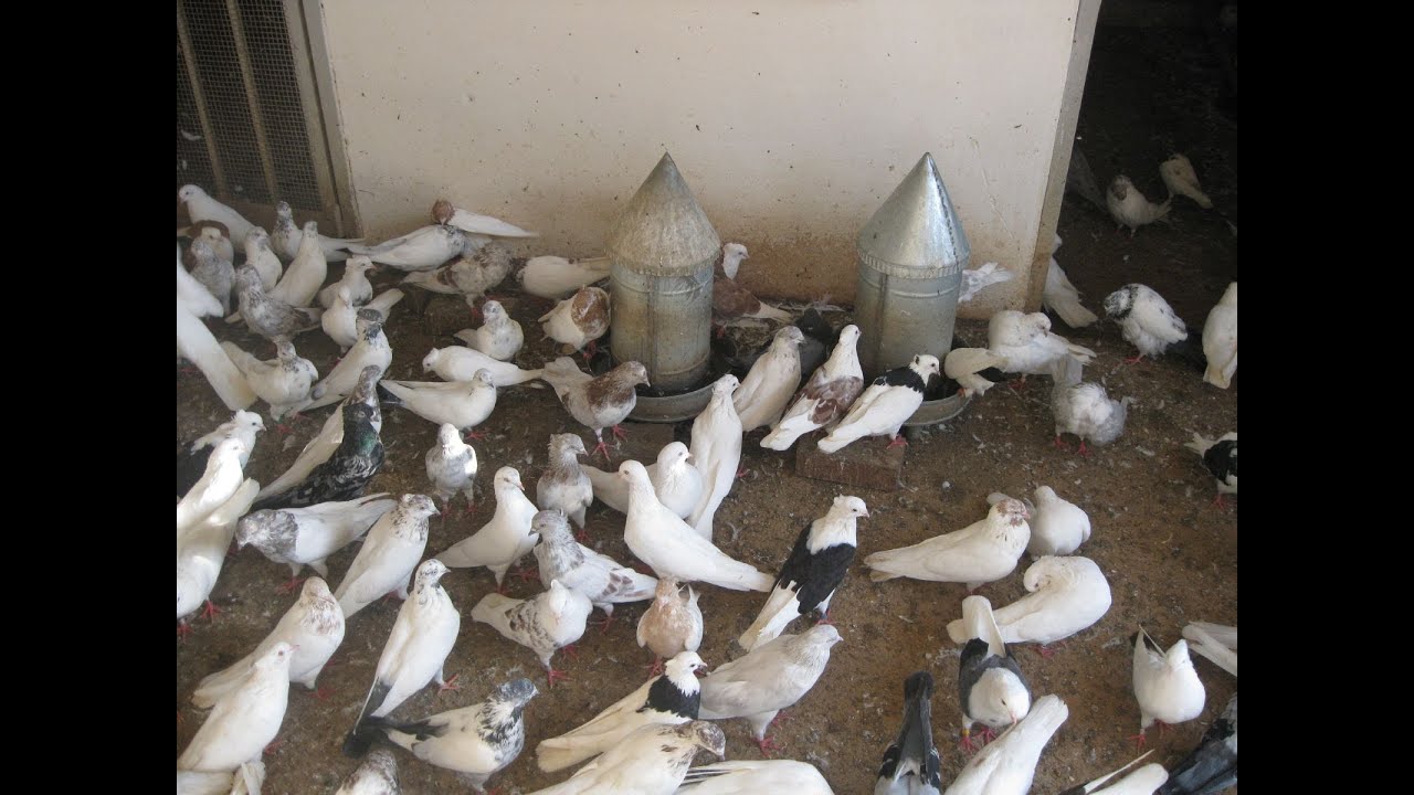 New!! 2012 best clip Iranian Pigeons(kaftar irani)elizada - YouTube