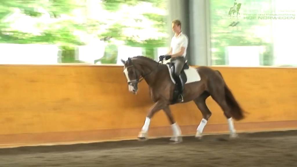 5-jährige Stute von Hengst Rotspon - YouTube