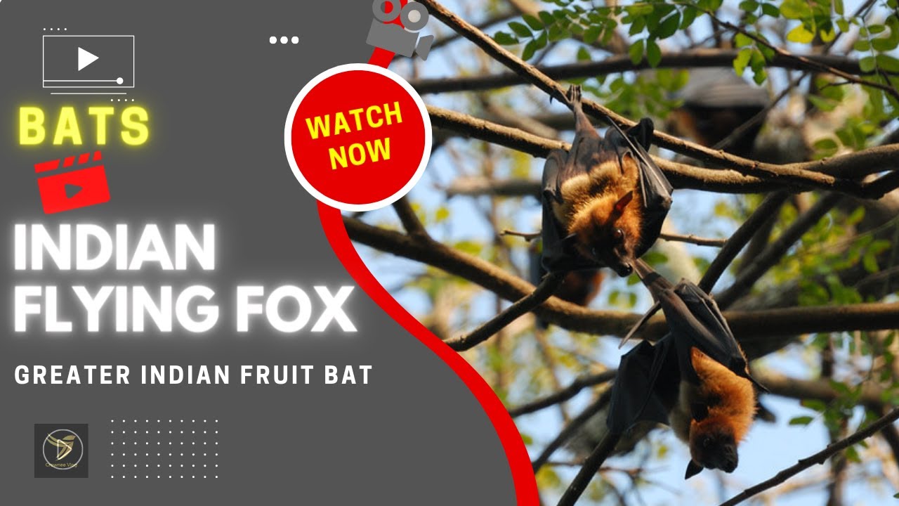 Indian Flying Fox: Exploring the Majestic Creatures of the Night - YouTube