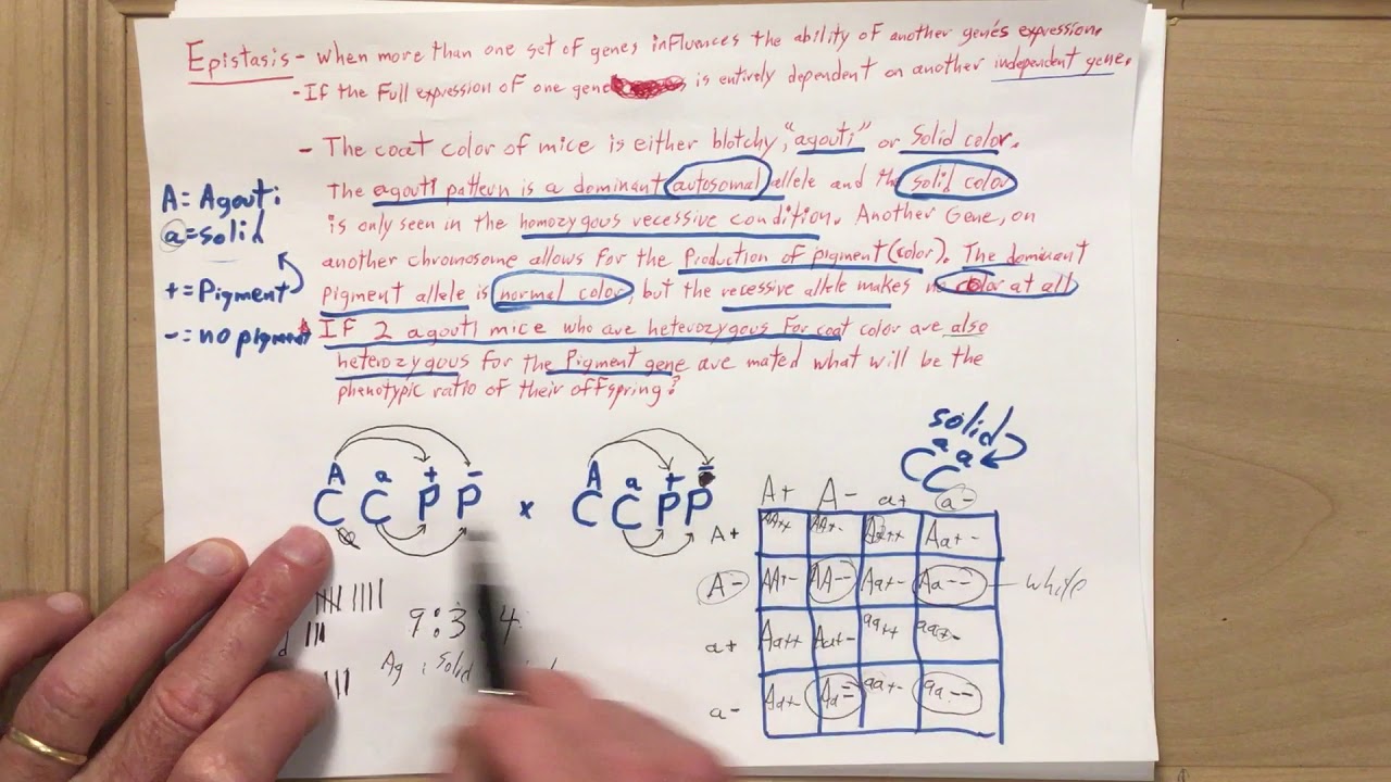 Mendelian extensions 2 - YouTube