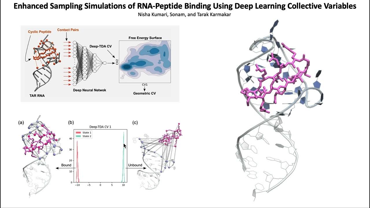 Enhanced Sampling Simulations of RNA-Peptide Binding Using Deep Learning Collective Variables ...