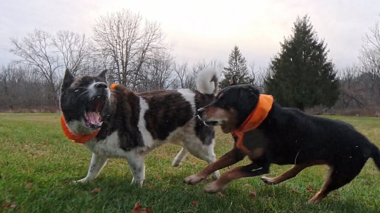 Long RC Dog Dash - YouTube