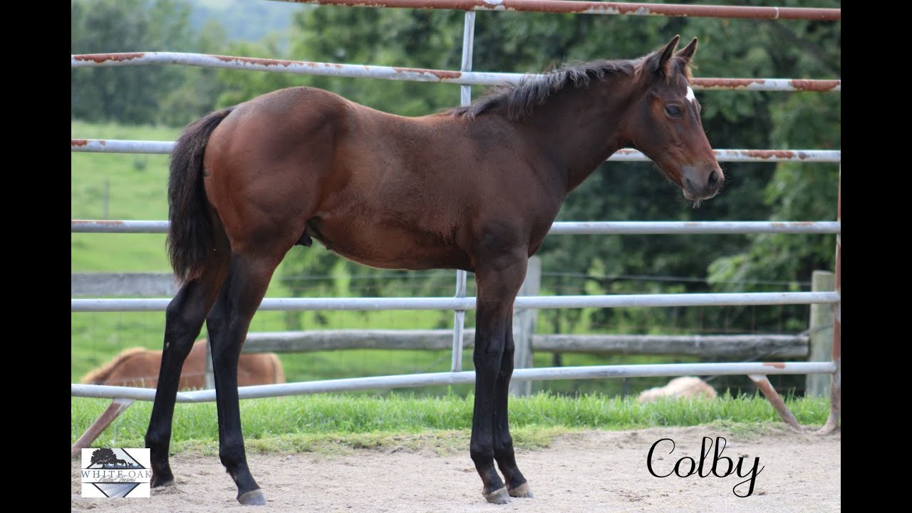 Colby - YouTube