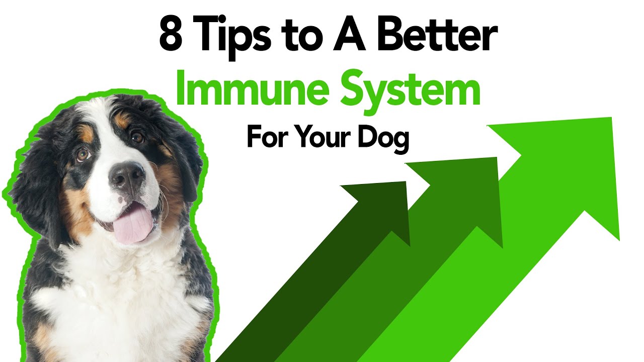 Does Having A Dog Improve Your Immune System