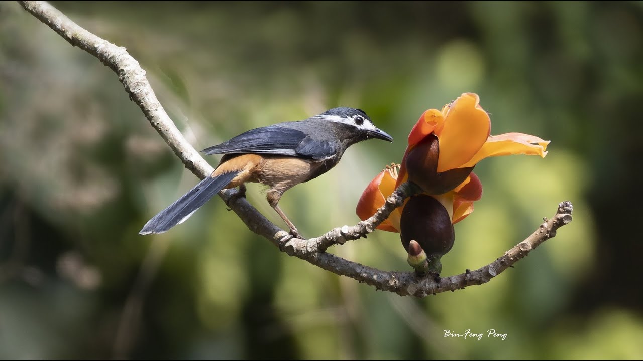 木棉花上的白耳畫眉/White-eared Sibia on the Kapok - YouTube